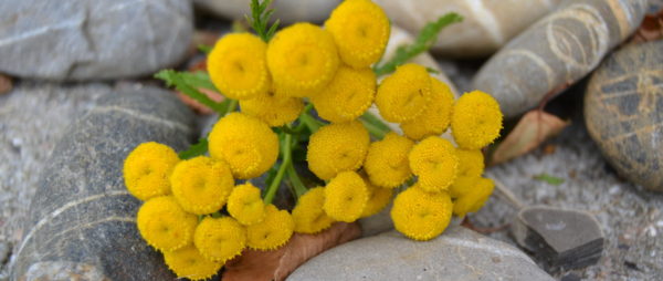 REJNFAN-EKSPERIMENTER – MIDGAARDS HAVE