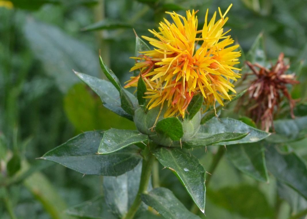 FARVNING MED SAFFLOR – MIDGAARDS HAVE