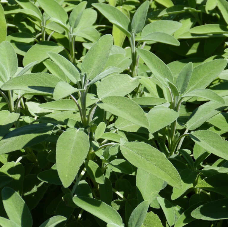 REJNFAN-EKSPERIMENTER – MIDGAARDS HAVE