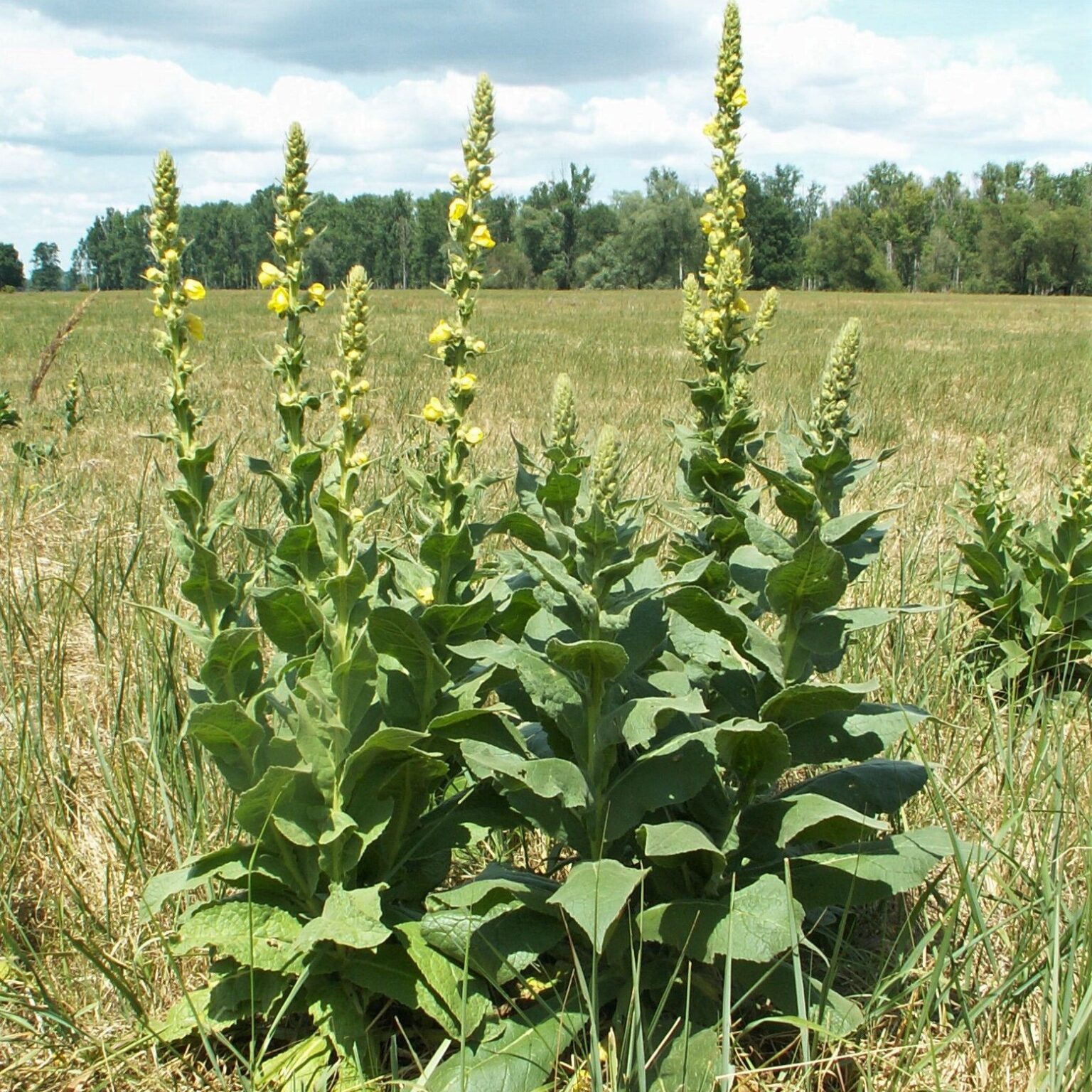 REJNFAN-EKSPERIMENTER – MIDGAARDS HAVE